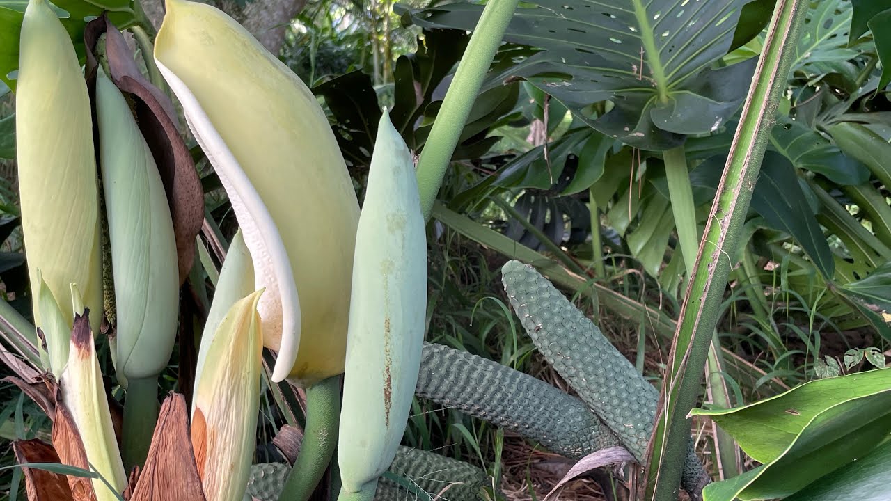 Frog Valley Tropical Fruit Farm - What is ripe now - YouTube