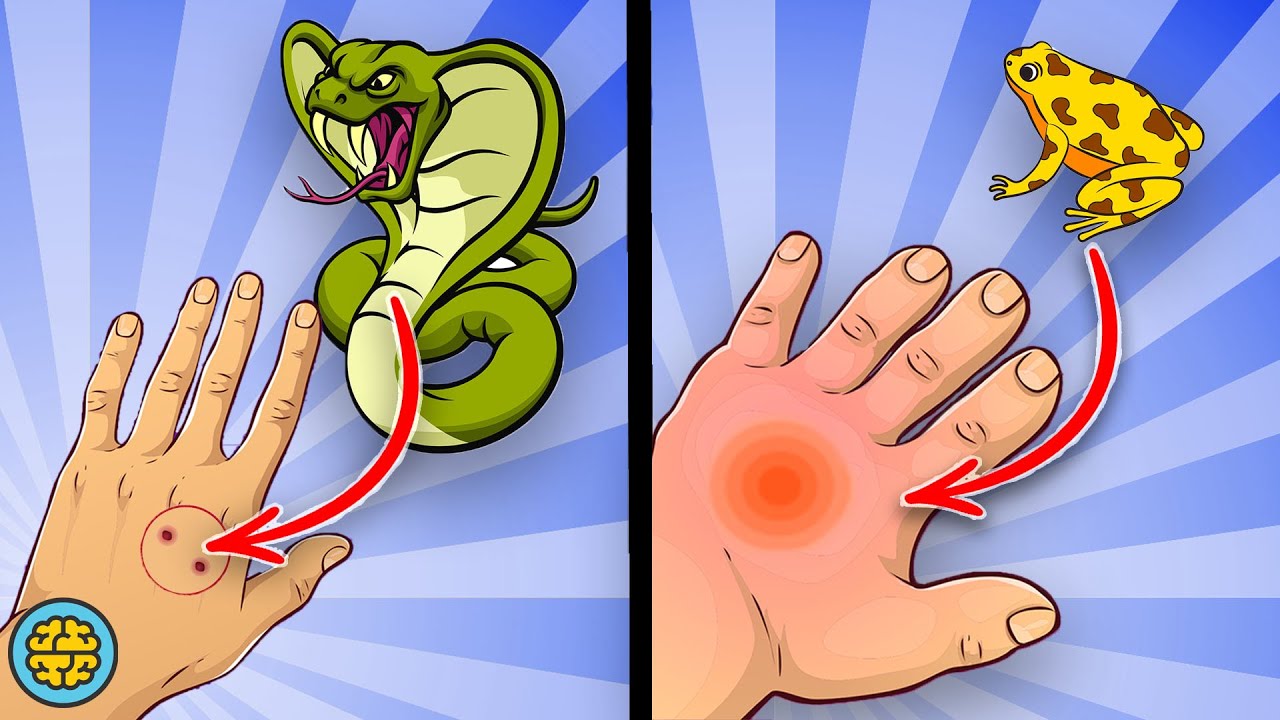 Your Body Will Never Survive These 6 Poisonous Bites - YouTube