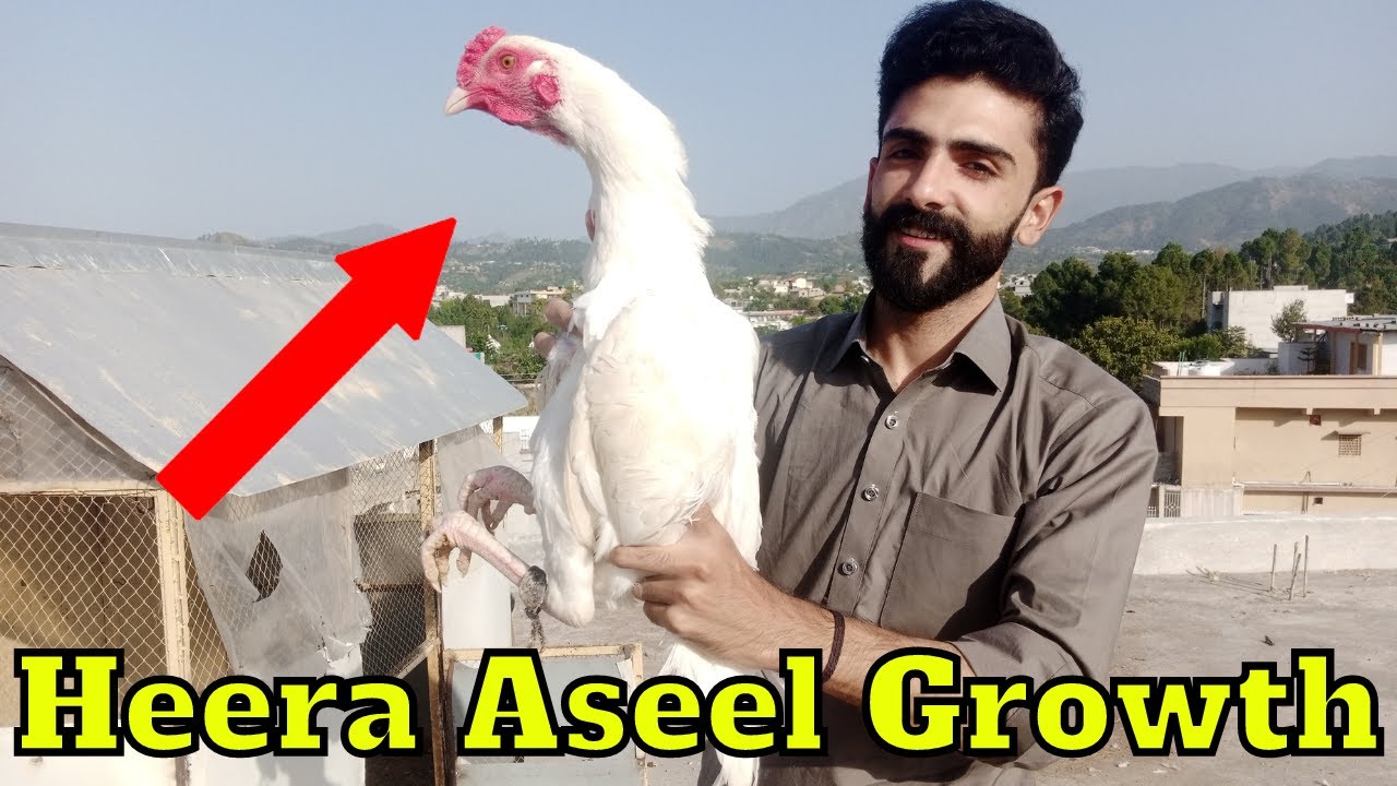 Paper White Heera Aseel Growth Progress 🥰 Pets Vlog - YouTube