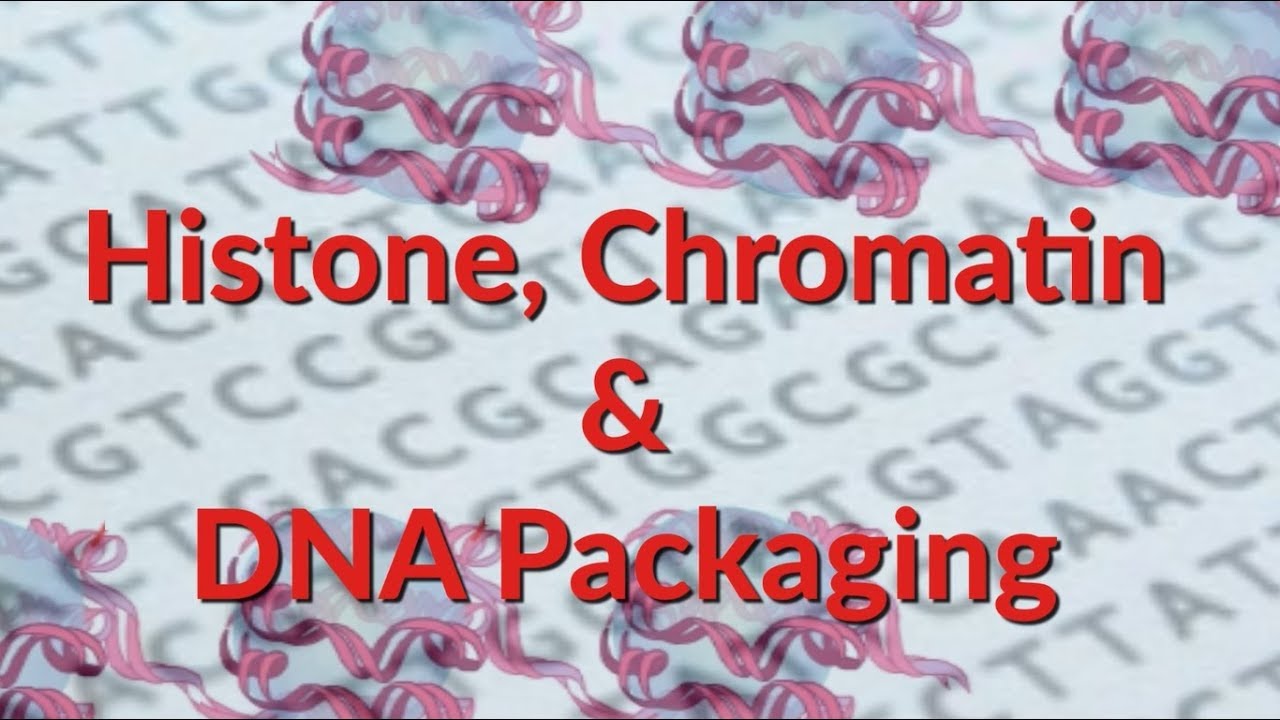 Histone | Chromatin | Nucleosome | DNA Packaging - YouTube
