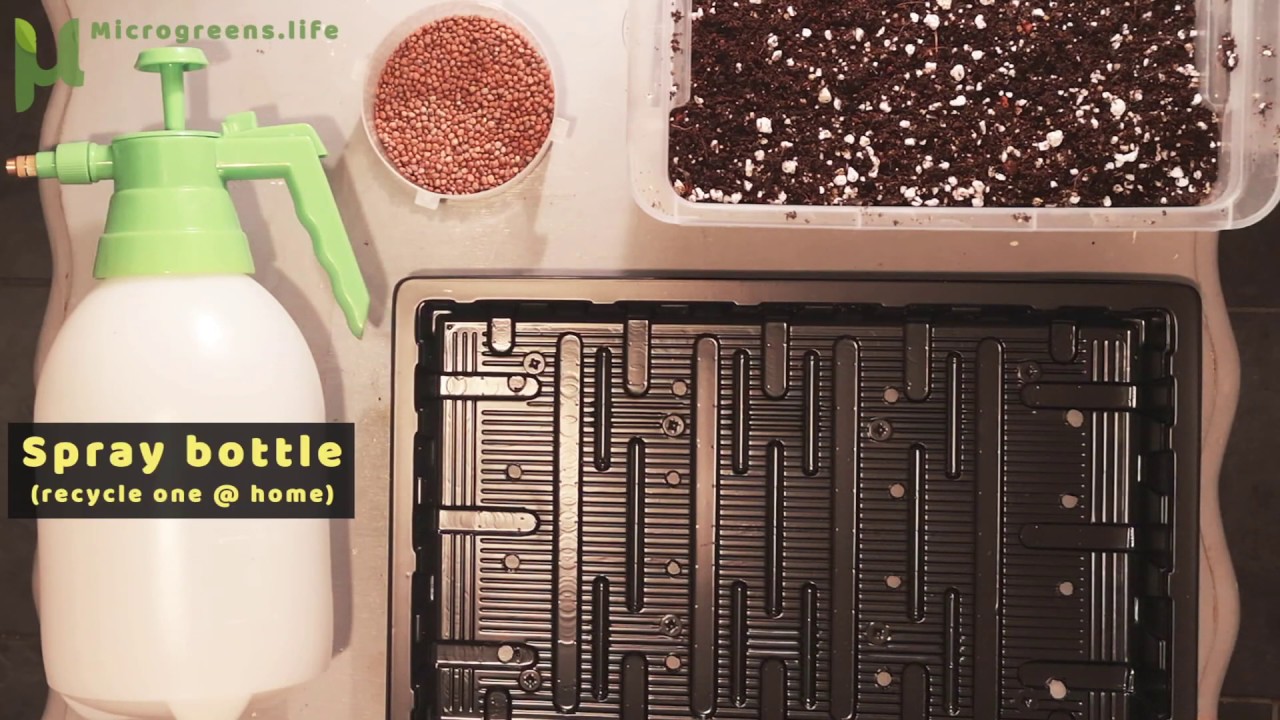 How to grow microgreens at home | DIY kit - YouTube
