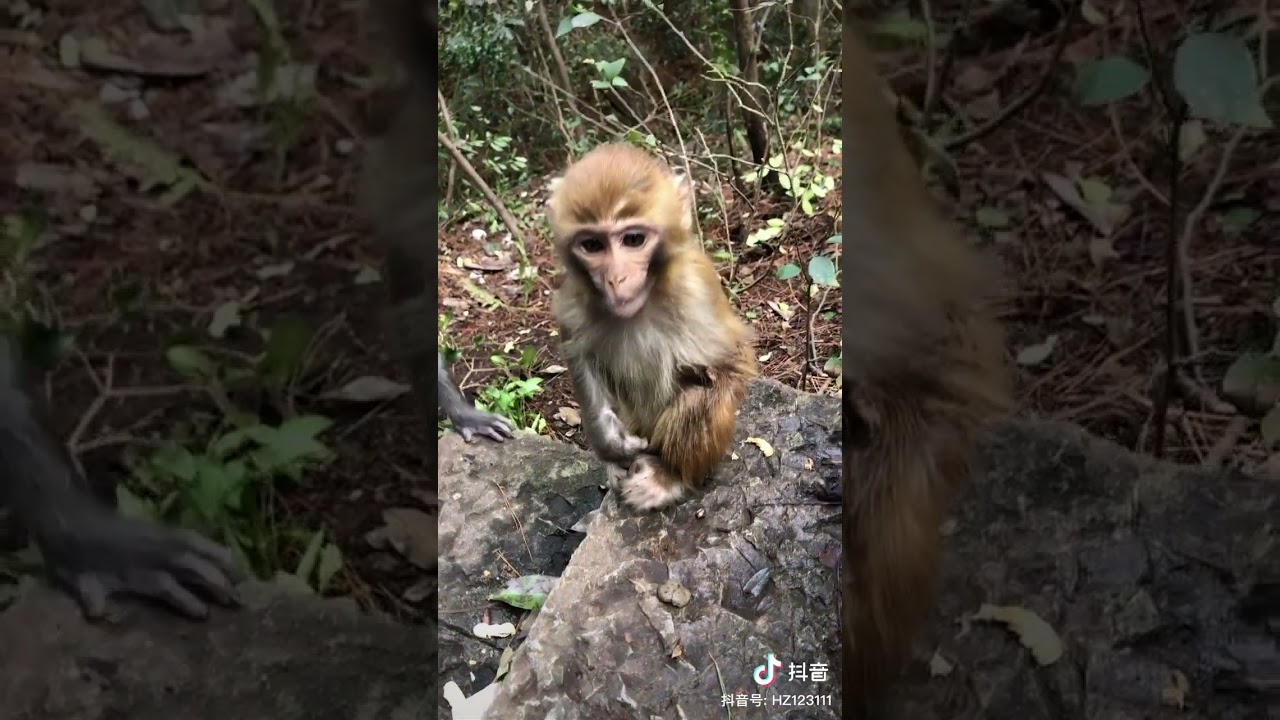 Adorable Baby Monkeys -🙊 Monkey lyly 😍 | Tik Tok Animals#118 - YouTube