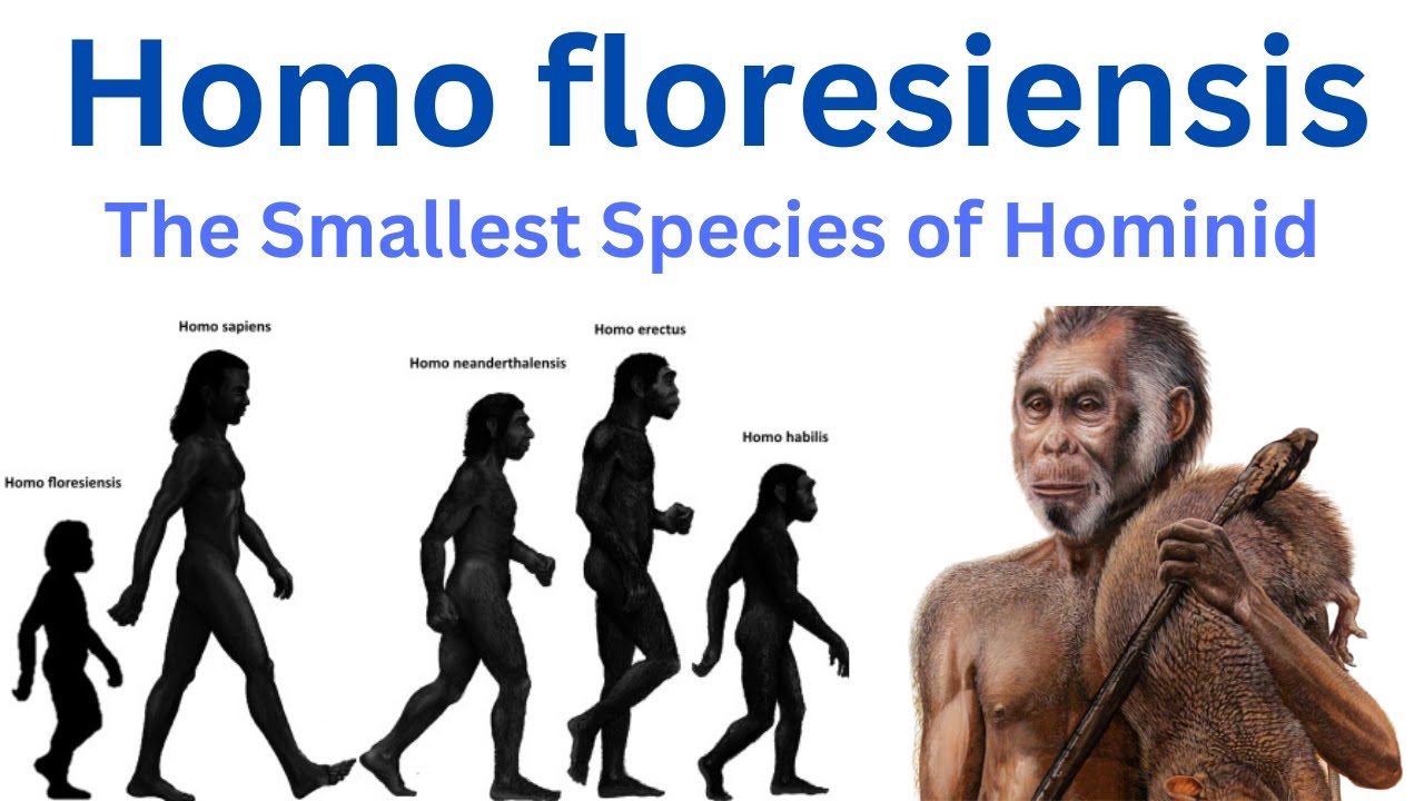 Homo floresiensis - The 1 Meter tall Hominid - YouTube