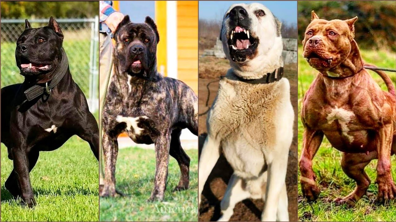 World's Top Most Powerful Dogs - YouTube
