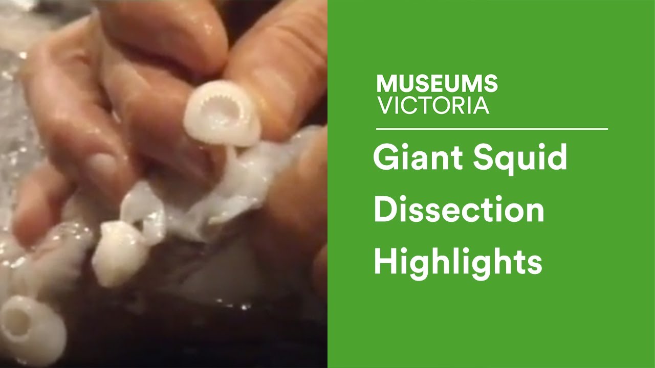 Giant Squid Dissection Highlights - YouTube