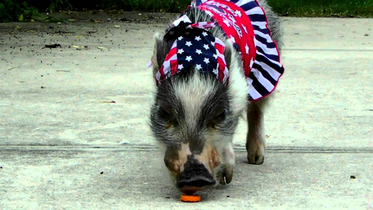 Teacup Mini Pig in Do Rag And Dress - YouTube