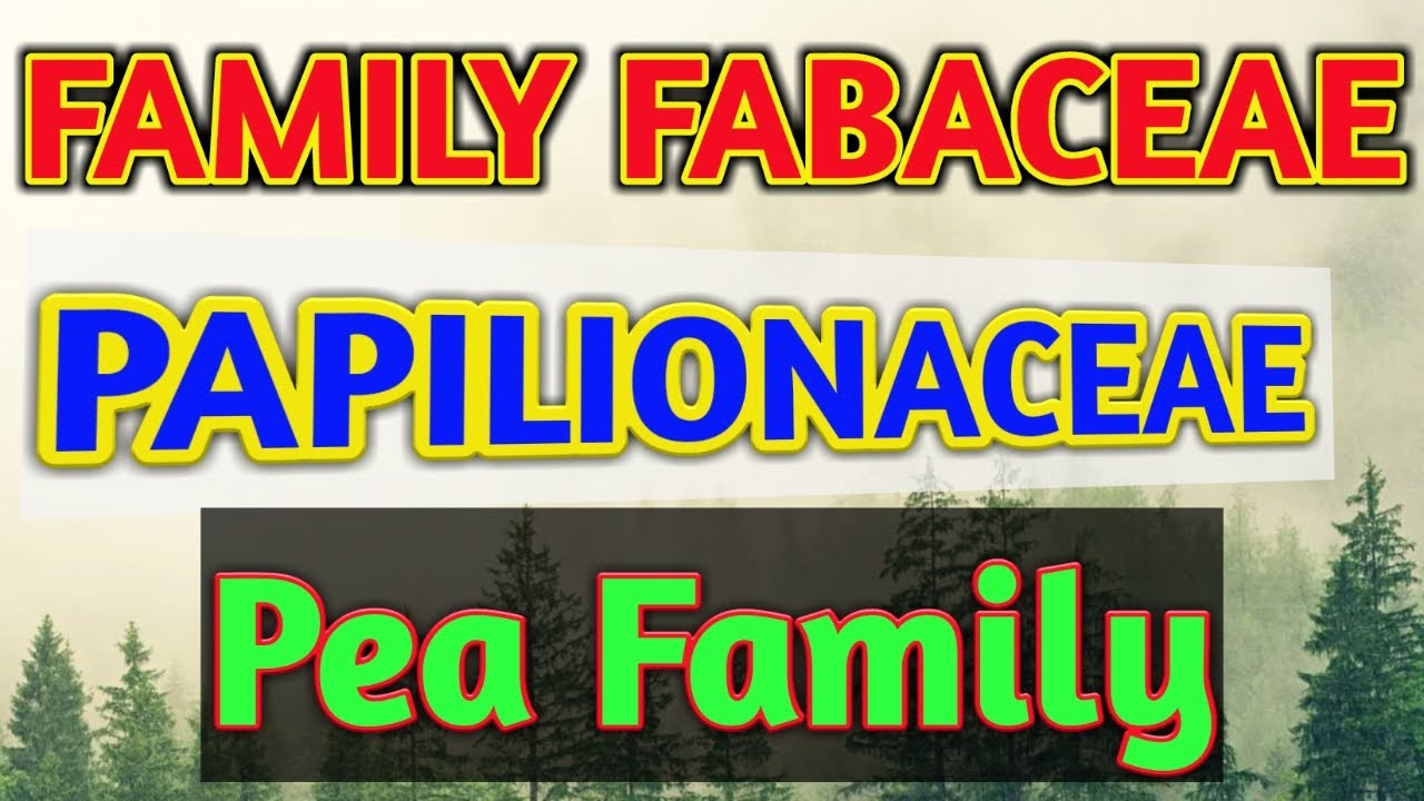 Family Fabaceae or Papilionaceae (Pea Family) - YouTube