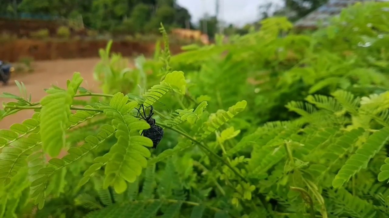 Assasin Bugs, Sycanus sp. - YouTube