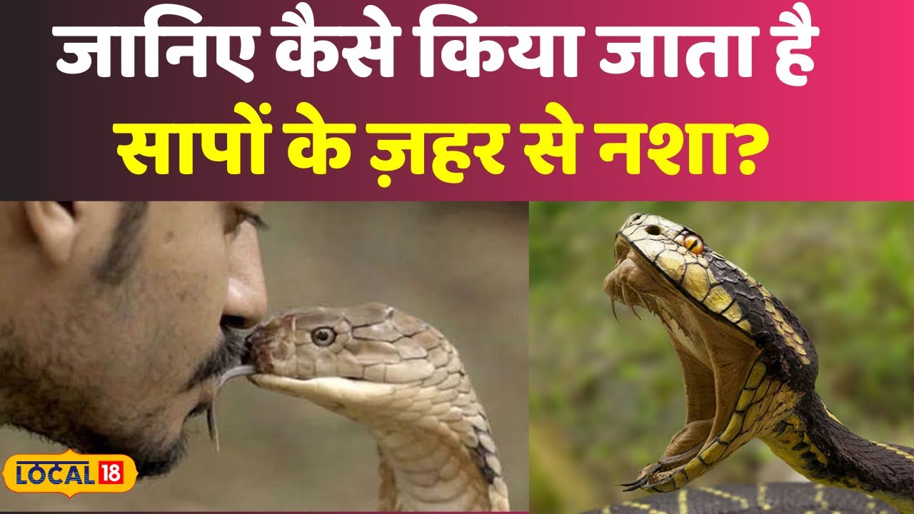 Snake Case: तीन तरह के सांपों के जहर से लोग करते हैं नशा, Expert नें ...