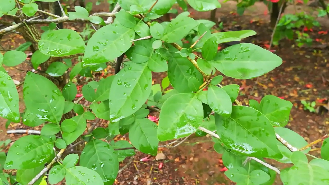 How we have grown Bael plant near my house - YouTube