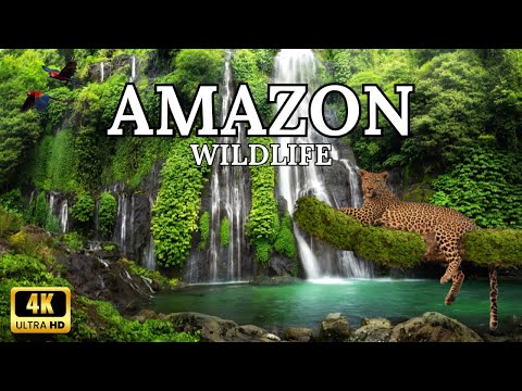 Discover Hidden Wonders Mysteries of the Amazon Forest Revealed in ...