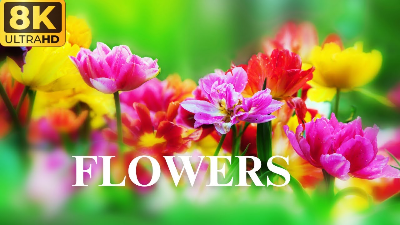 FLOWERS GARDEN IN 8K ULTRA HD - EPIC VIRTUAL TOUR ️🏝🌿🌴 | SLEEP MUSIC ...