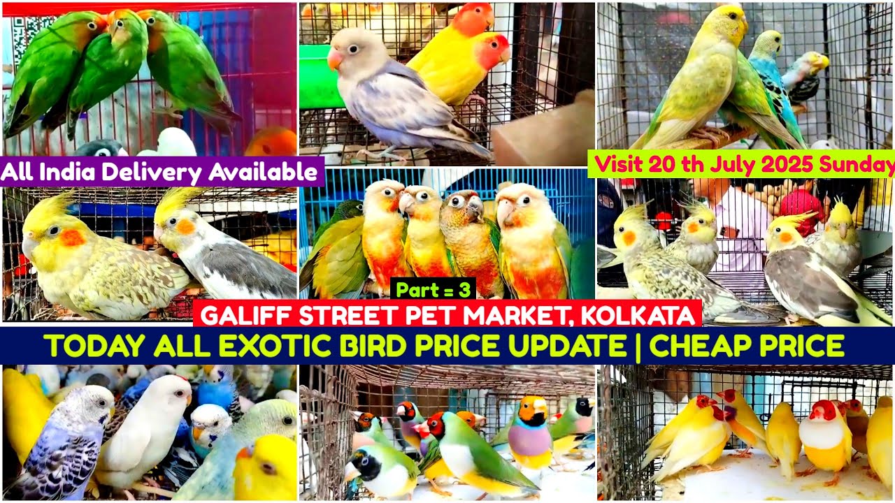 Kolkata Bird Market | Exotic Bird Price Update | Galiff Street Pet ...