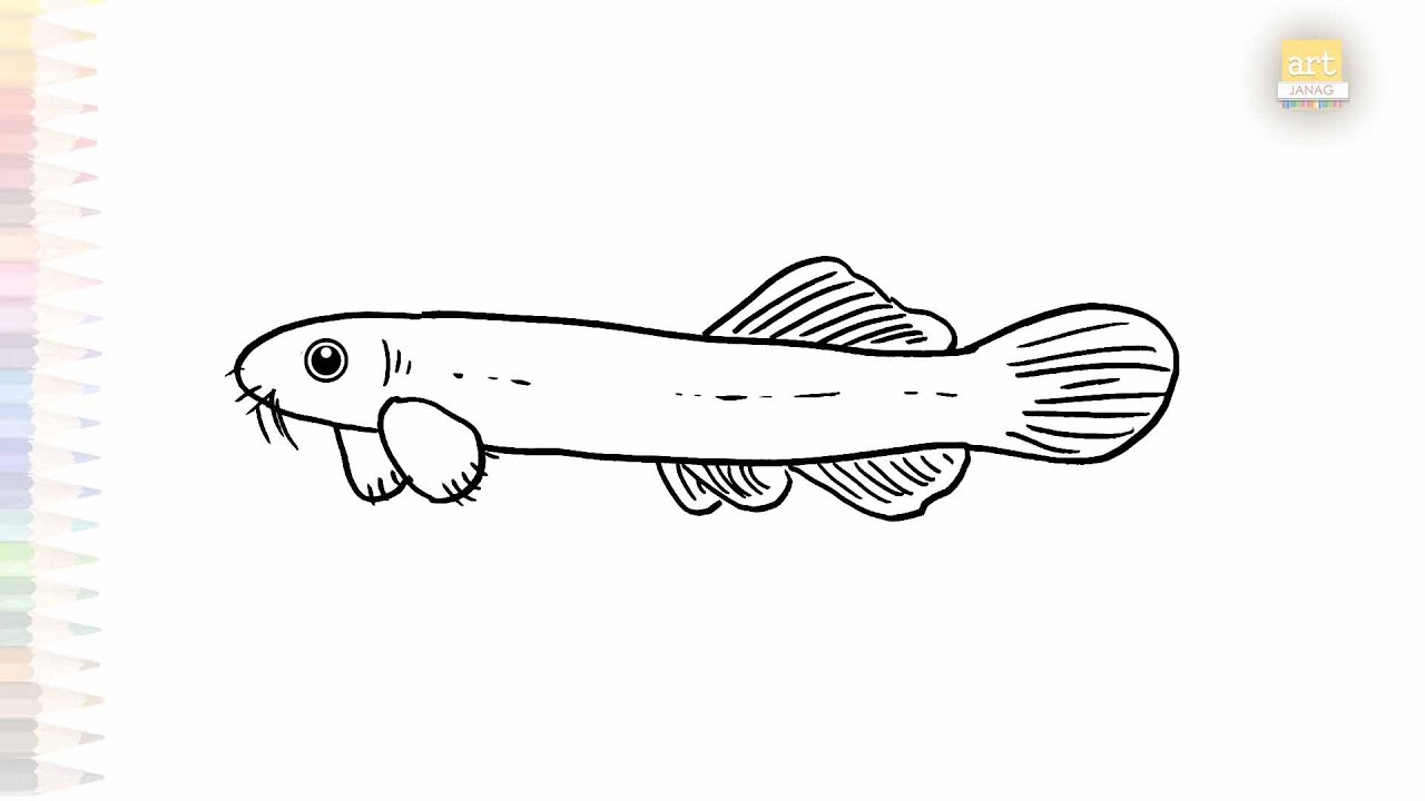 Loach fish drawing easy | Art tutorial | How to draw A Loach step by ...