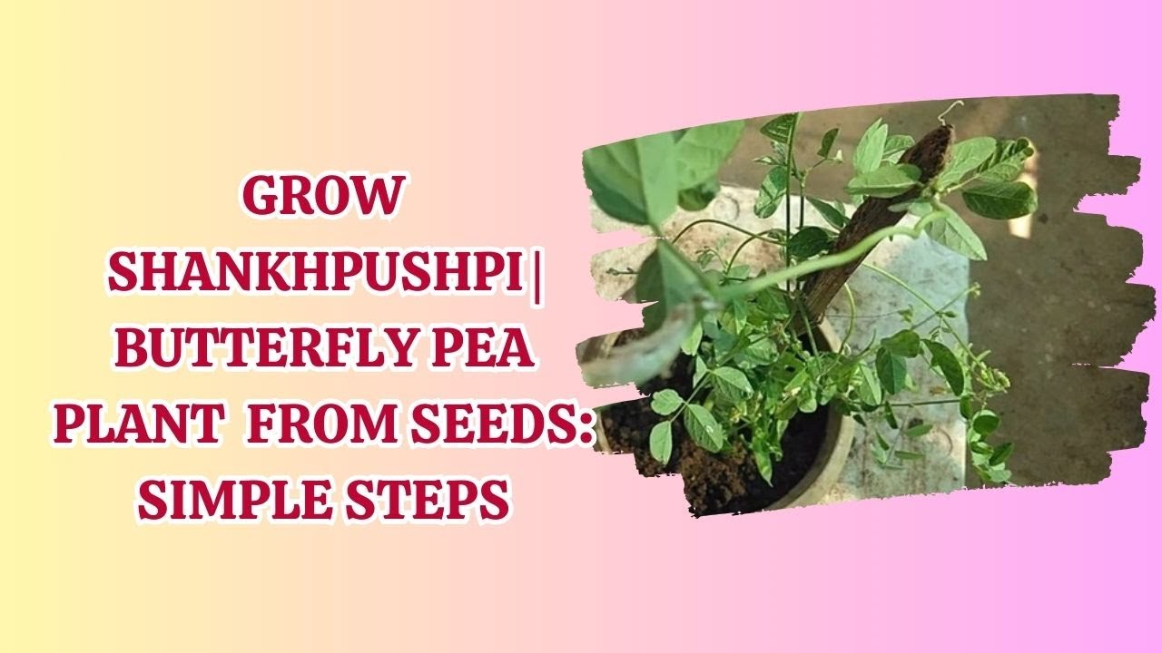 Grow Shankhpushpi | butterfly pea Plant from Seeds: Simple Steps - YouTube