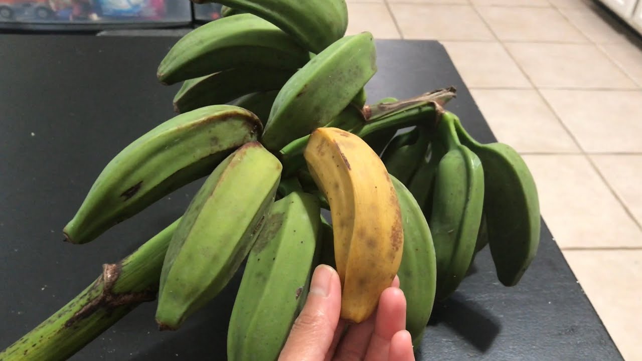 We harvested our very first banana fruit and this is what it taste like ...