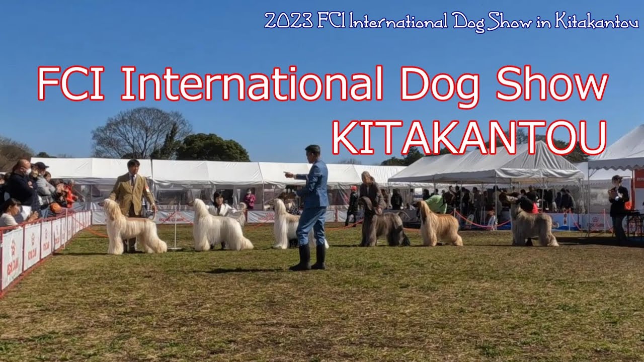 2023 FCI International Dog Show 【FCI北関東インターナショナルドッグショー】 - YouTube