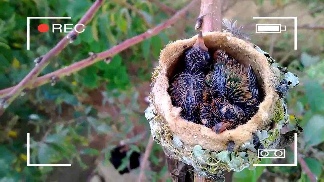 VÍDEO EL COLIBRÍ ABEJA DESDE PEQUEÑO.*'* - YouTube