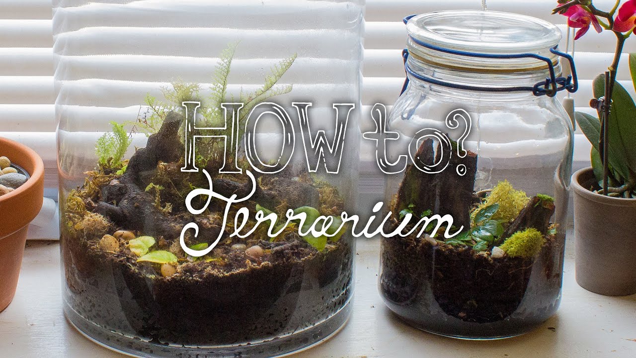 Make a Closed Tropical Terrarium - How To Terrarium ep.2 - YouTube