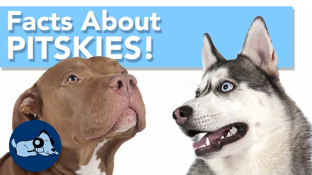 How Many Puppies Can A Pitsky Have