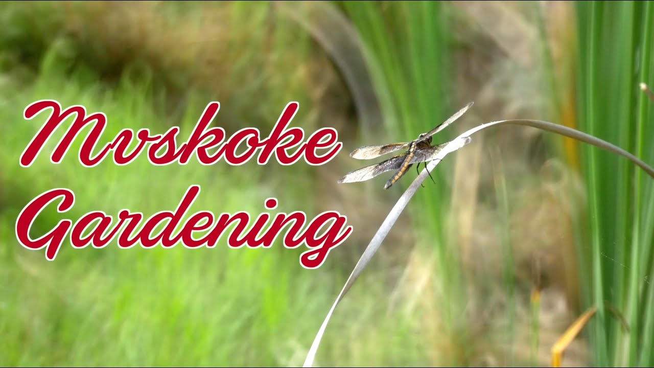 Mvskoke Gardening Episode 3 - YouTube