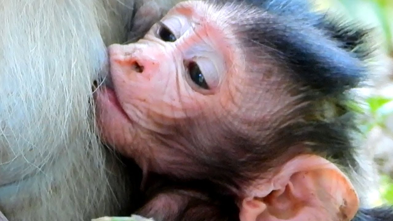 Absolutely gorgeous new baby monkey Jester - YouTube