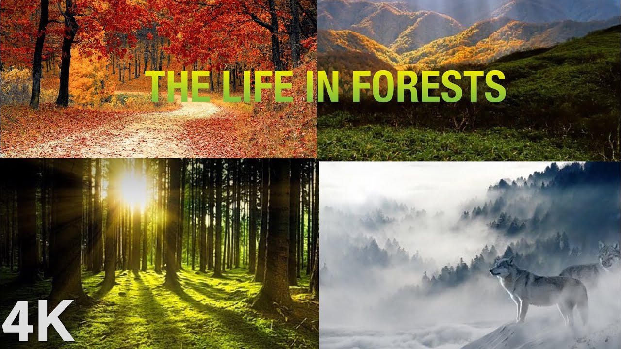 The life in Forests | The Forest Biome | Different Types of Forests ...