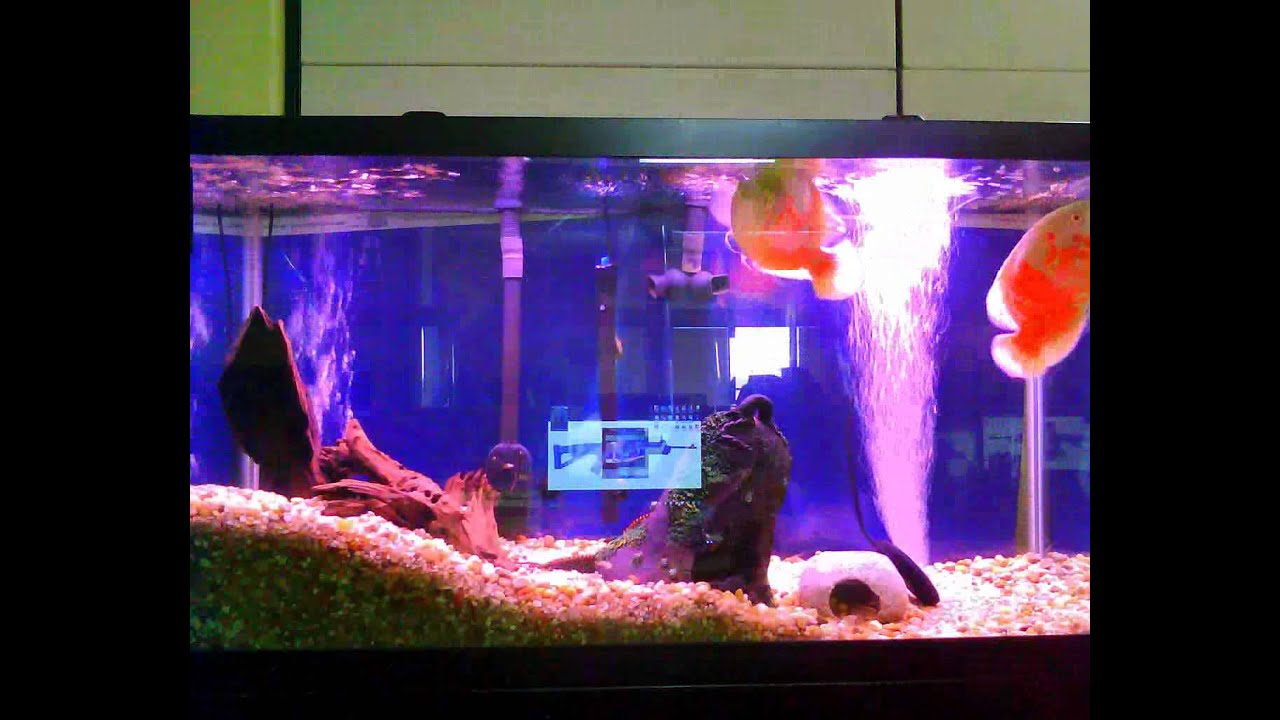 aquarium ad - YouTube