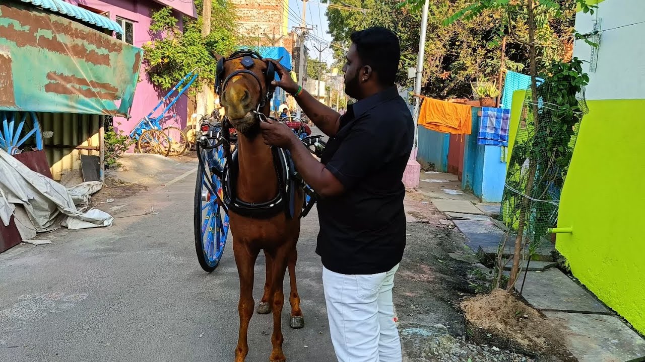 AMBATTUR GUNA BROTHERS #REDHILLS APPU#chennai #horselover #ambattur # ...