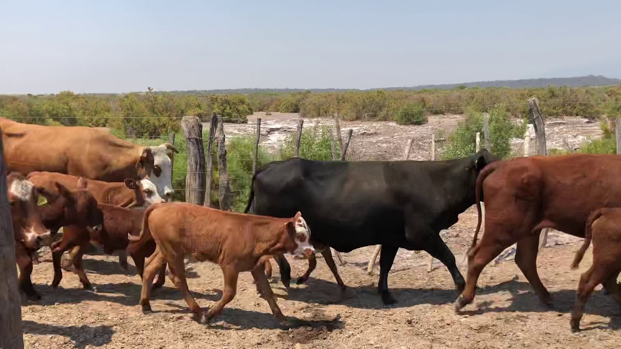 Vacas preñ y con cria - YouTube