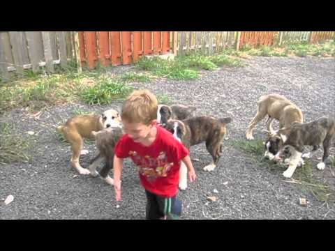 Child Plays With Alabai Puppies