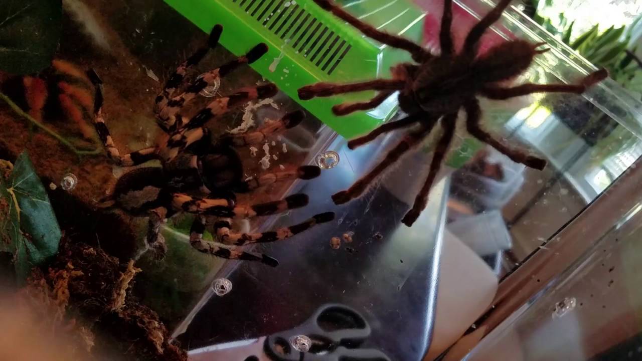 Poecilotheria vittata (Ghost Ornamental) Breeding - YouTube