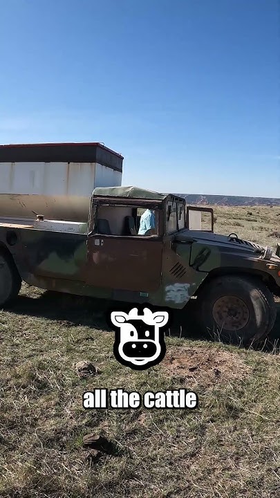 Texas Cattle Drive in America’s 2nd Largest Canyon! - YouTube