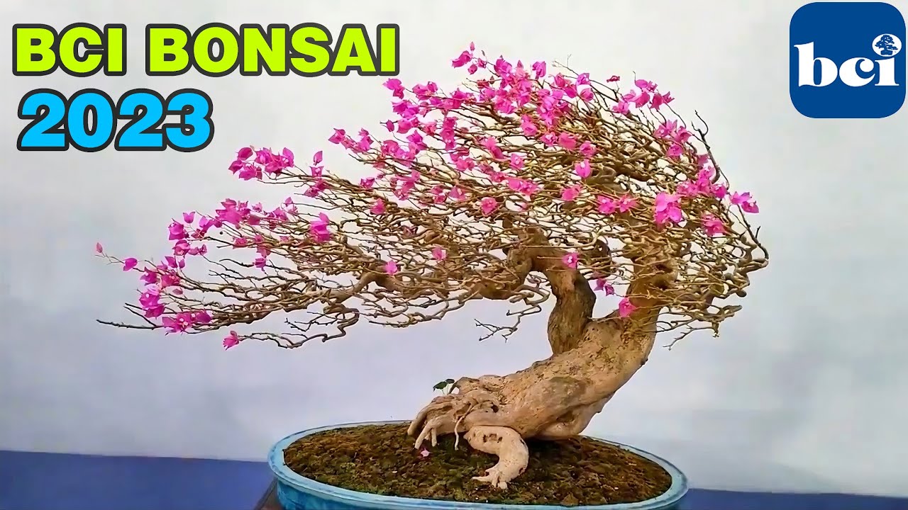 Triển lãm bonsai quốc tế BCI bonsai 2023 (Giang Tô, TQ) - YouTube