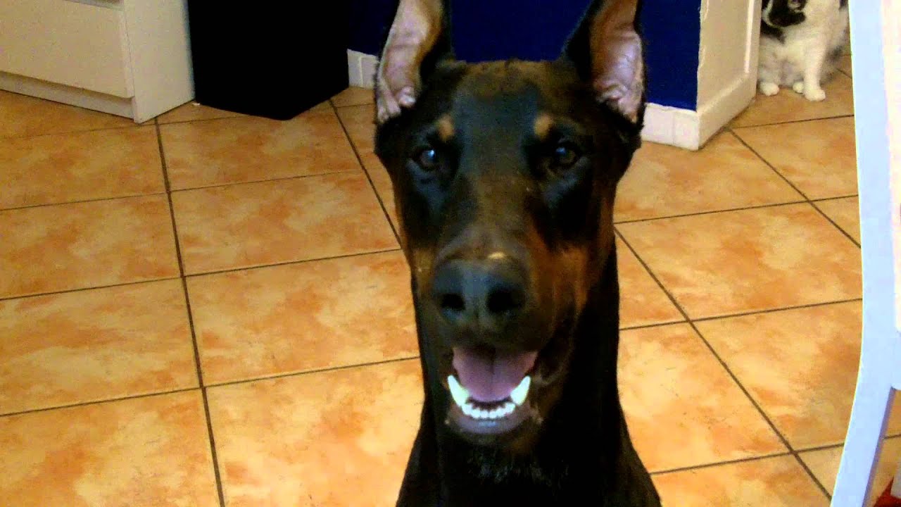 Doberman Pinscher, Jajah the Pilot - YouTube