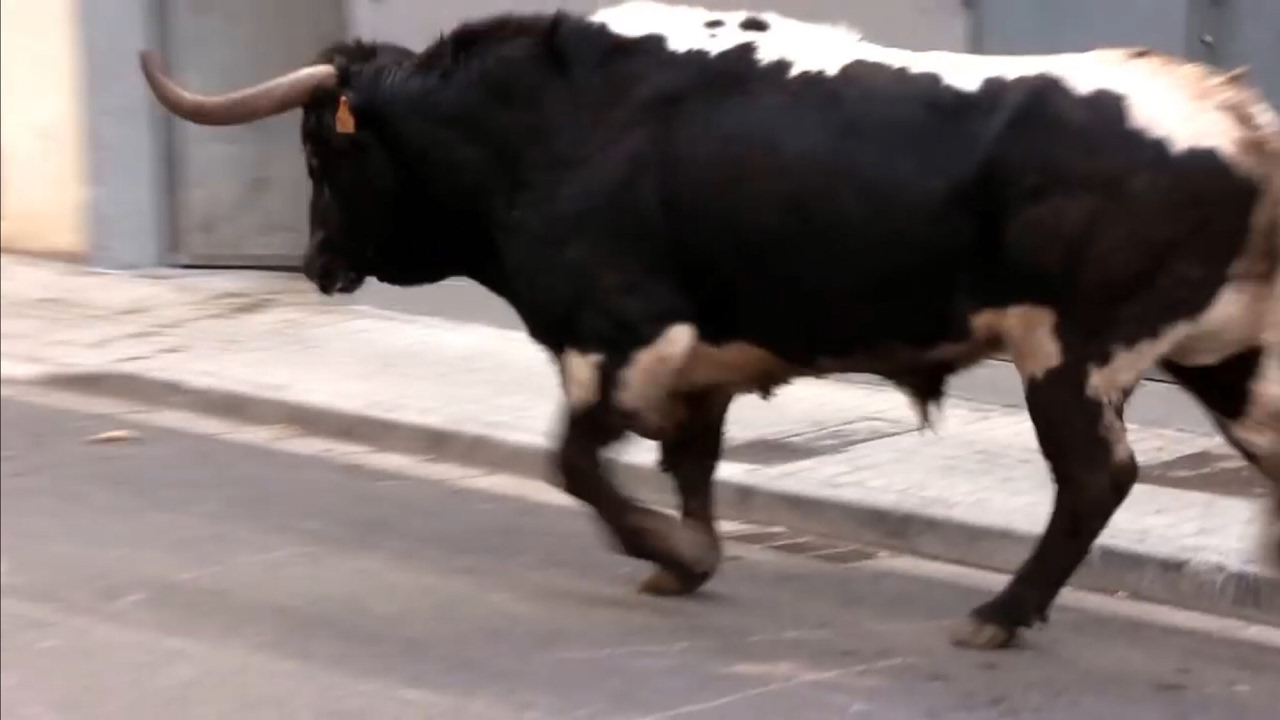 VACAS Y TORO CAPON POBLA FARNALS SAN ANTONI 28 1 2017 - YouTube
