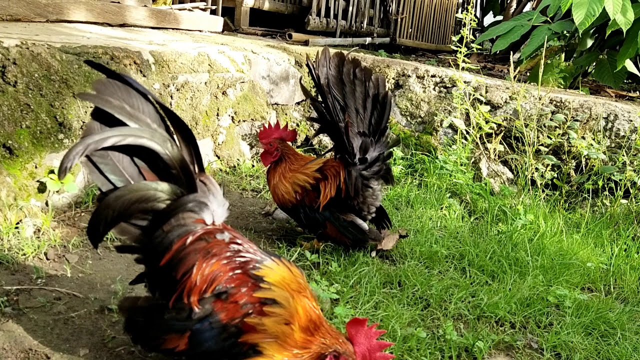 Ayam kate klasik - YouTube