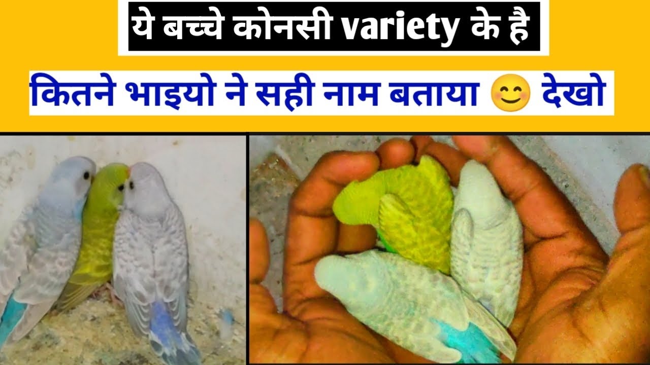 Budgies Parrot Variety Name & bajrigar birds colorfull chick - YouTube