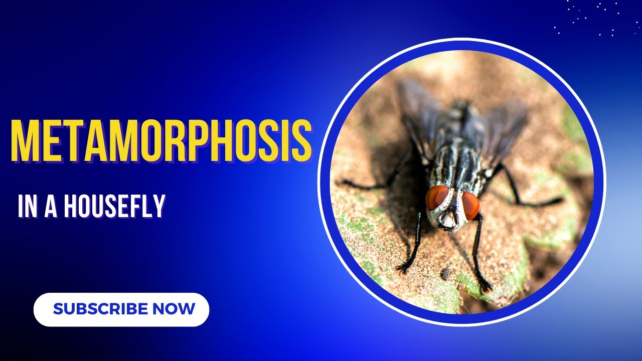 Unbelievable Metamorphosis Process of a Housefly - YouTube