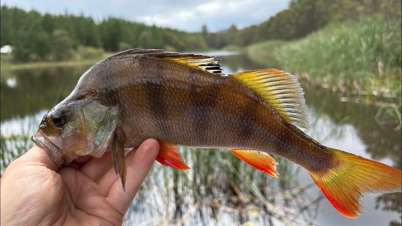 New water Redfin. #redfinfishing #freshwaterfishing # ...