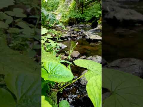 evlerinin önü bir uzun dere