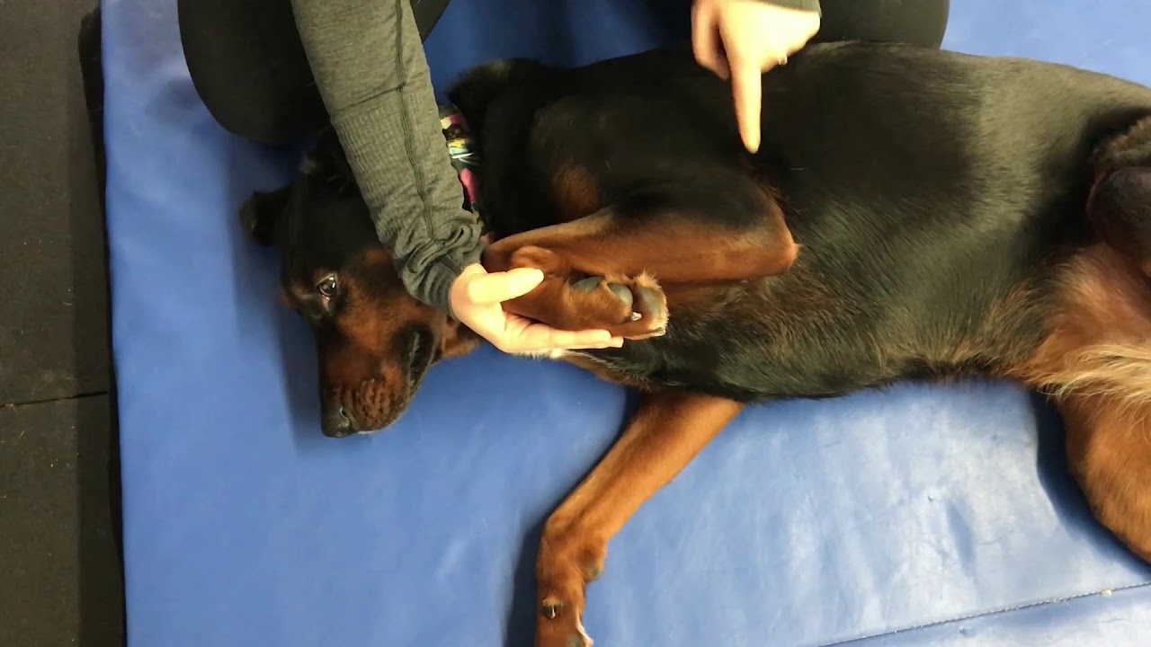 SOAR Veterinary Services: Front Limb Passive Range of Motion (PROM ...