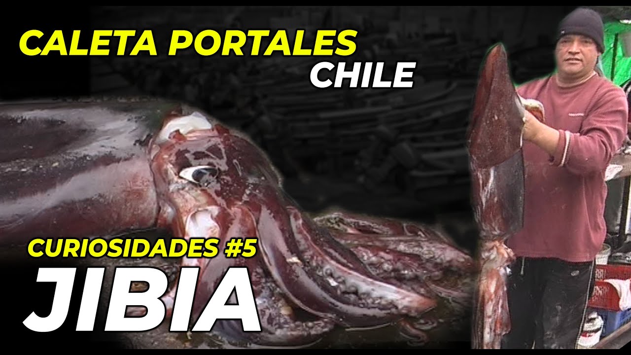 Jibia en Caleta Portales - Chile - Curiosidades #5 - YouTube