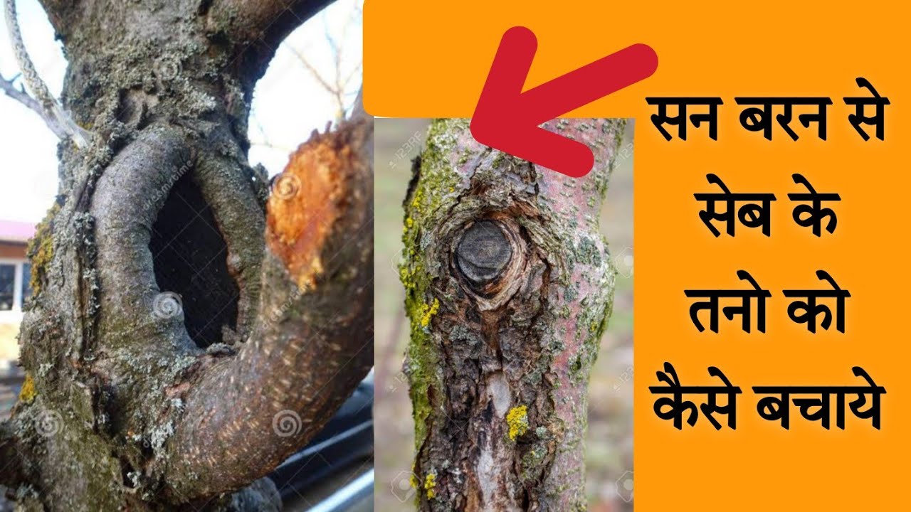 Winter sunscald ( sunbrun ) on an apple tree | Disease Control Chanshal ...