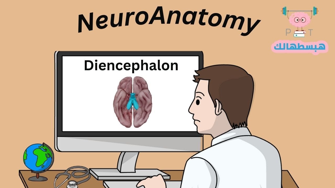 Diencephalon هبسطهالك Youtube
