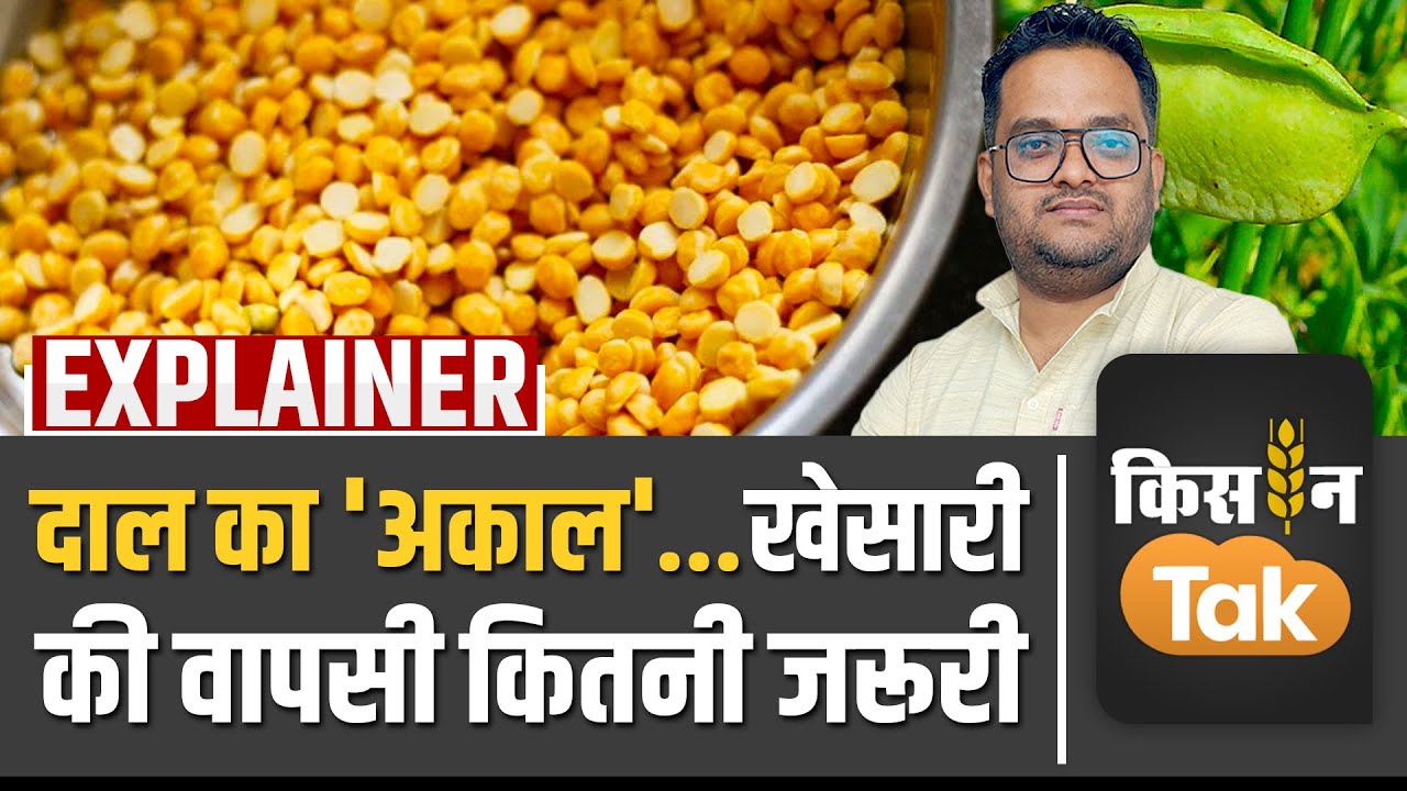 khesari Dal की वापसी क्‍या हो पाएगी, क्‍यों लगाया गया प्रतिबंध, तब से ...