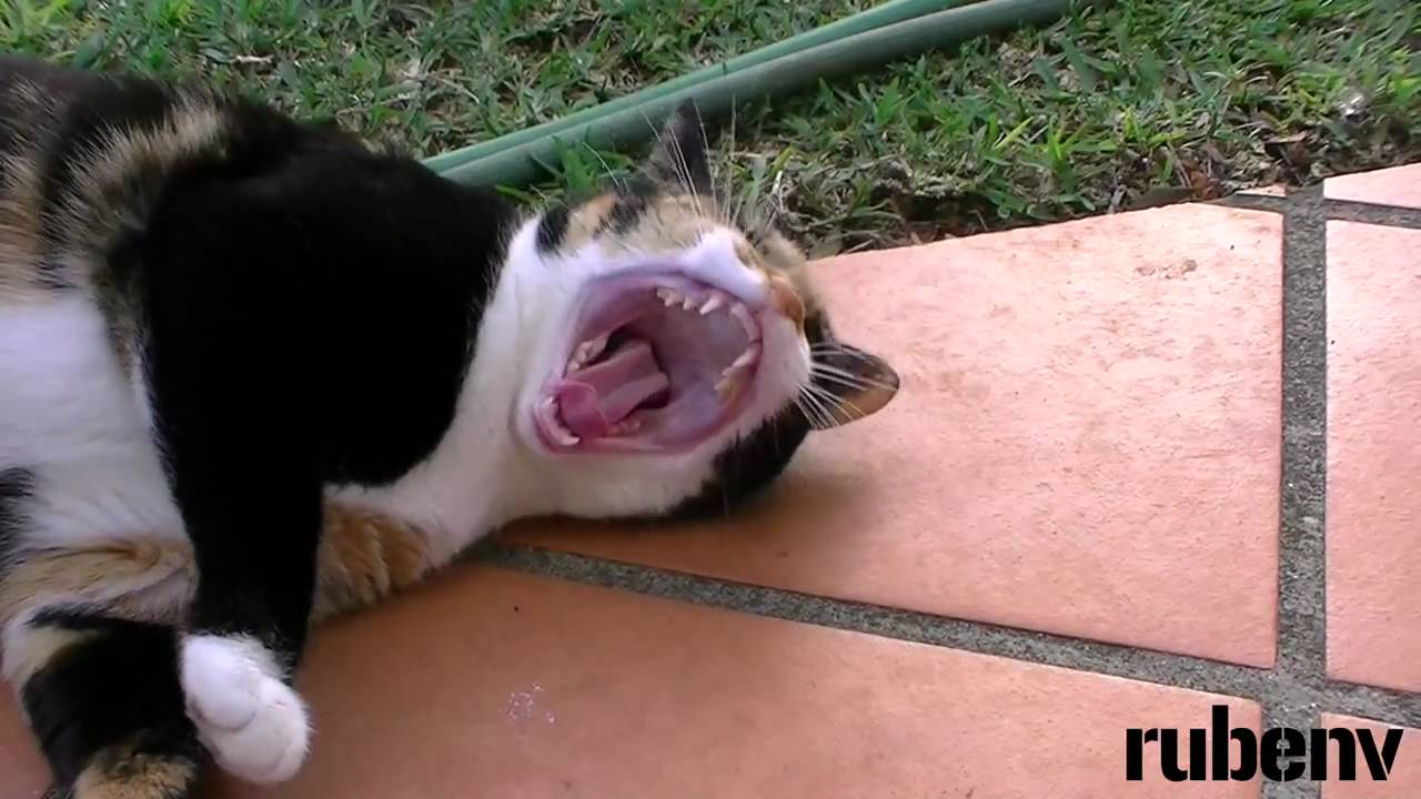ROFL CAT - YouTube