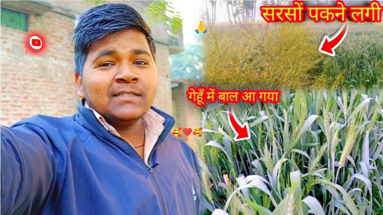 gehun ka ped Mein Bal nikal Gaya@souravjvlogs - YouTube