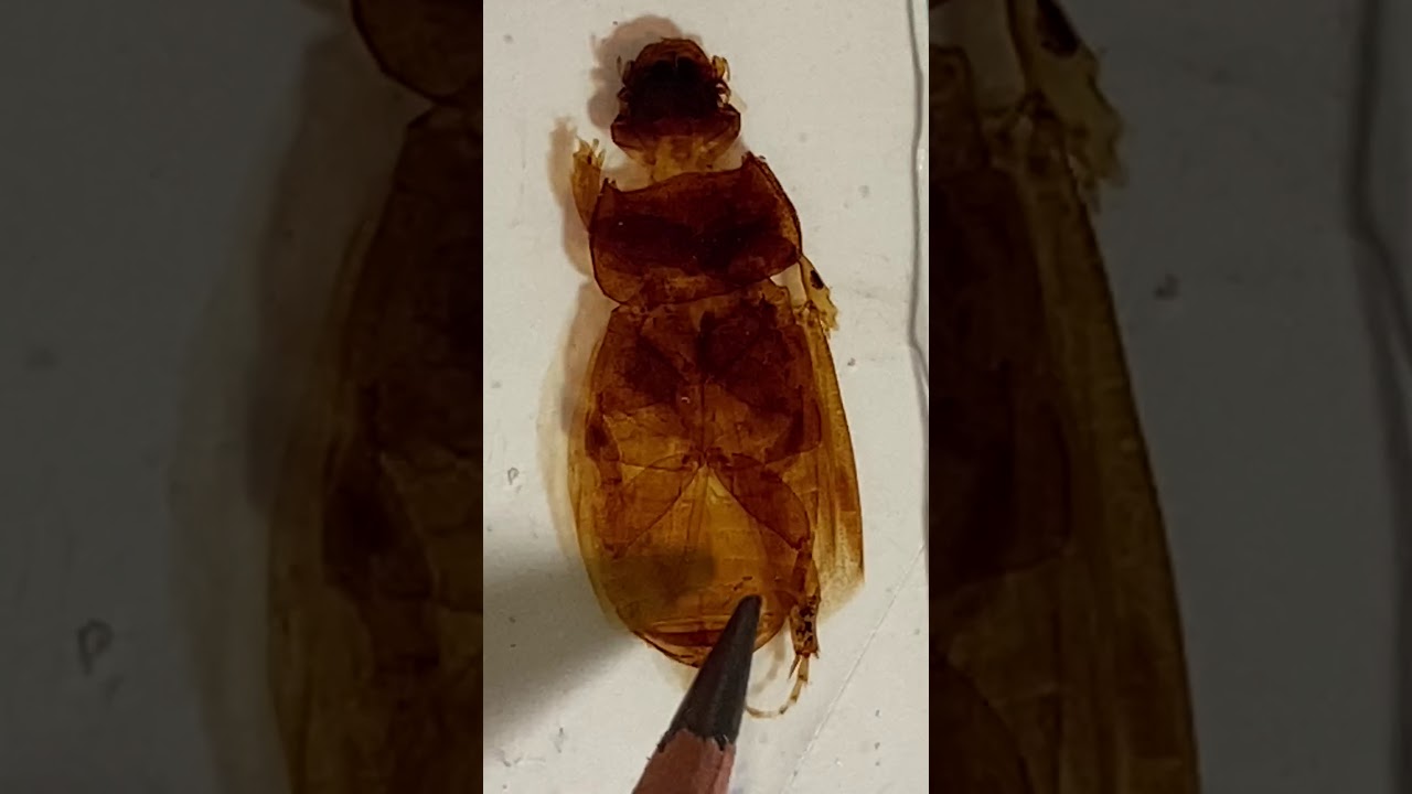 Whole Insect Mount - YouTube