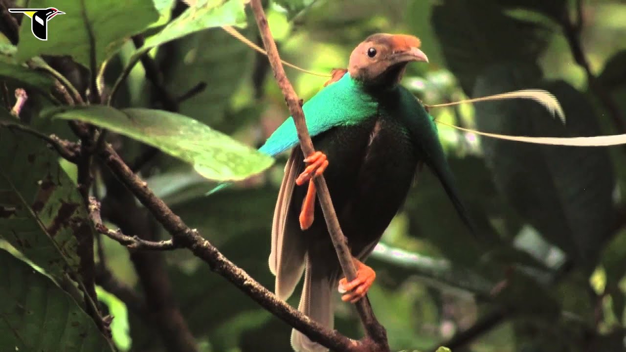 Standardwing Bird-of-Paradise - YouTube